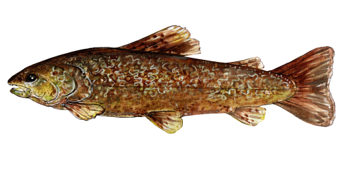 Fly fishing with woolly buggers • FlyFish Circle