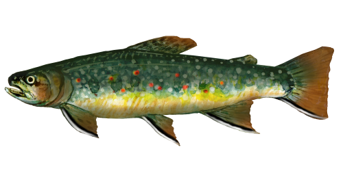 Fly fishing with woolly buggers • FlyFish Circle