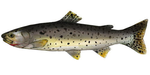 Identifying trout species: brook, brown, rainbow, sea, marble and ...