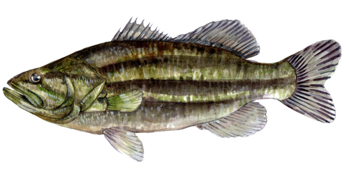 Fly fishing with woolly buggers • FlyFish Circle