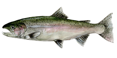 Alexandra • FlyFish Circle