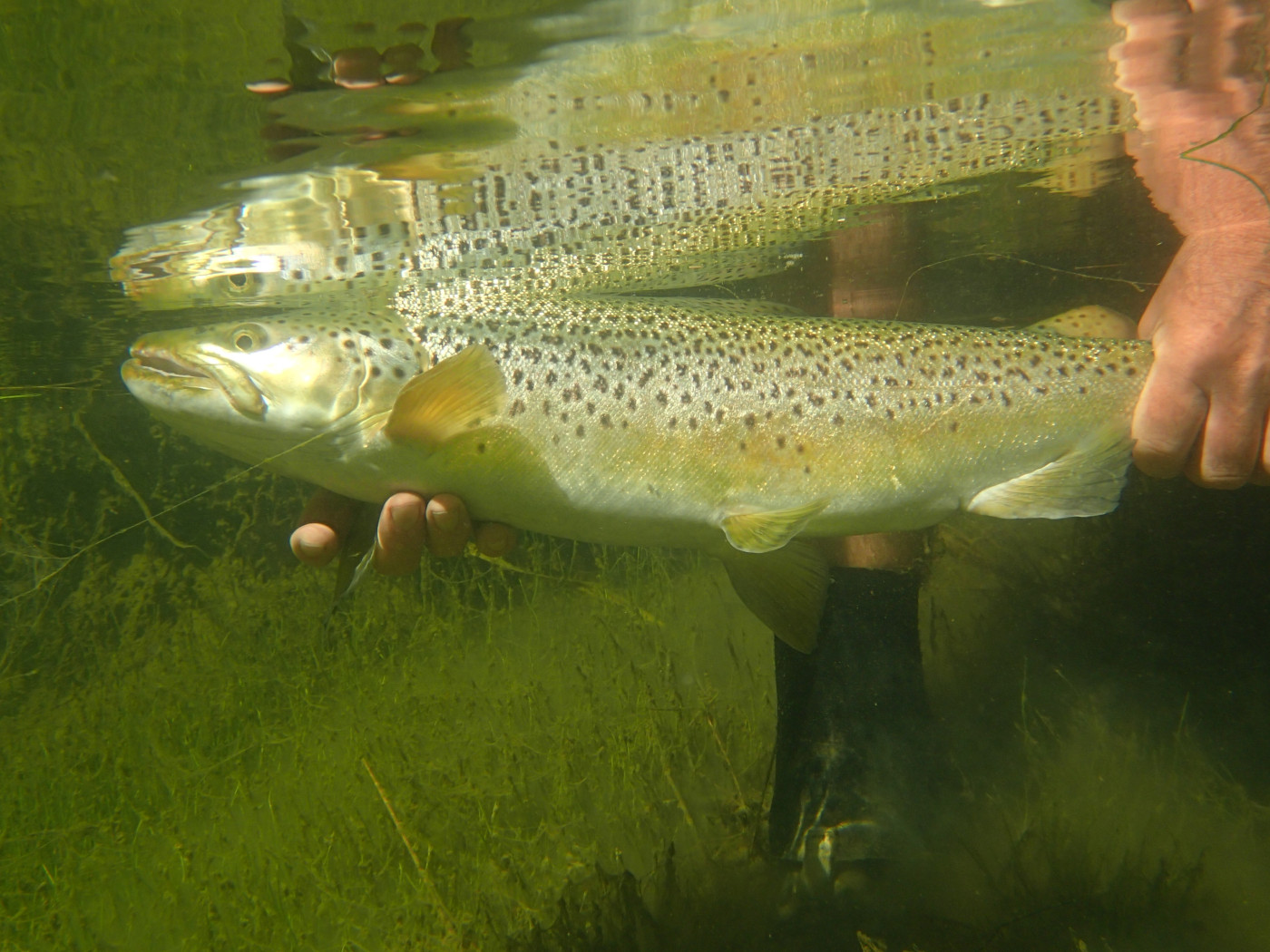 Chappie Chapman • FlyFish Circle