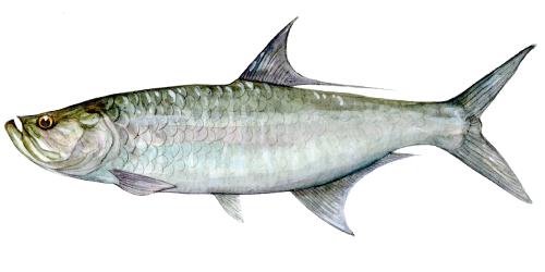 Discover fly fishing around the world • FlyFish Circle