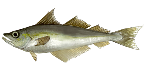 Fly fishing per fish species • FlyFish Circle