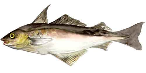 Fly fishing per fish species • FlyFish Circle