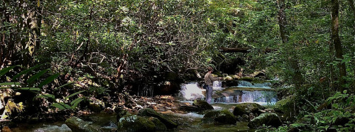 Trout Streams of North Georgia • United States • FlyFish Circle