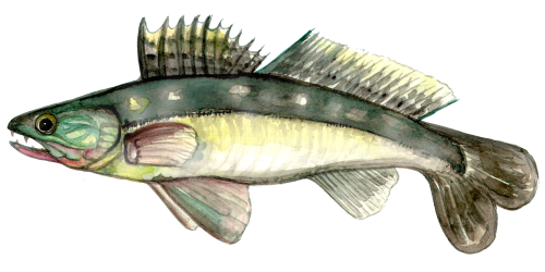 Fly fishing with poppers: everything you need to know • FlyFish Circle