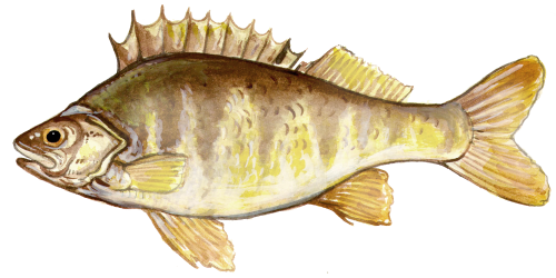 Fly fishing with woolly buggers • FlyFish Circle