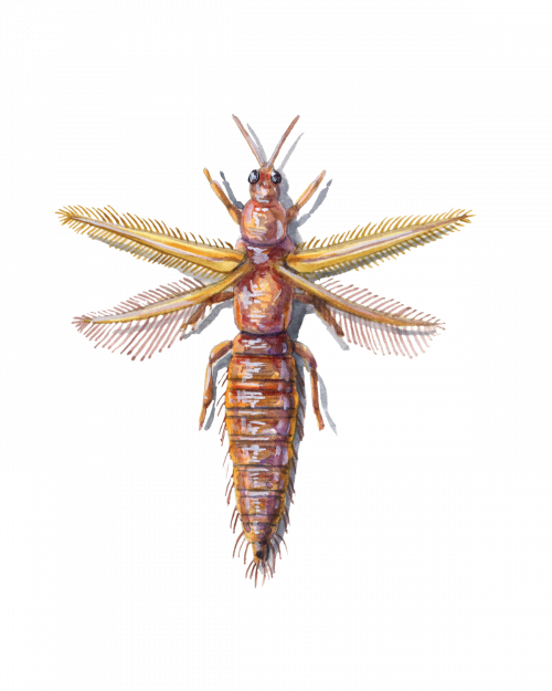 Twisted-Winged Parasites (Strepsiptera) • FlyFish Circle