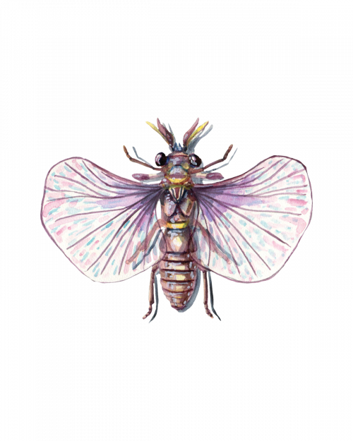 Caddisflies (Trichoptera) • FlyFish Circle