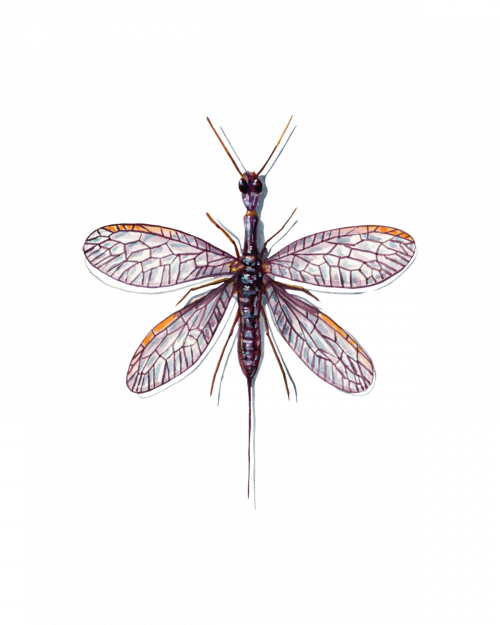 Twisted-Winged Parasites (Strepsiptera) • FlyFish Circle