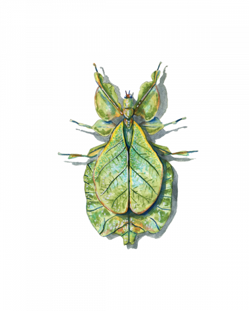 Mayflies (Ephemeroptera) • FlyFish Circle