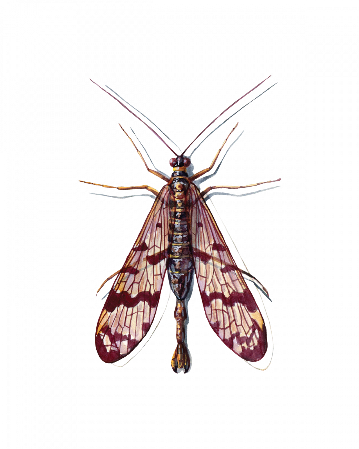 Scorpionflies (Mecoptera) • FlyFish Circle