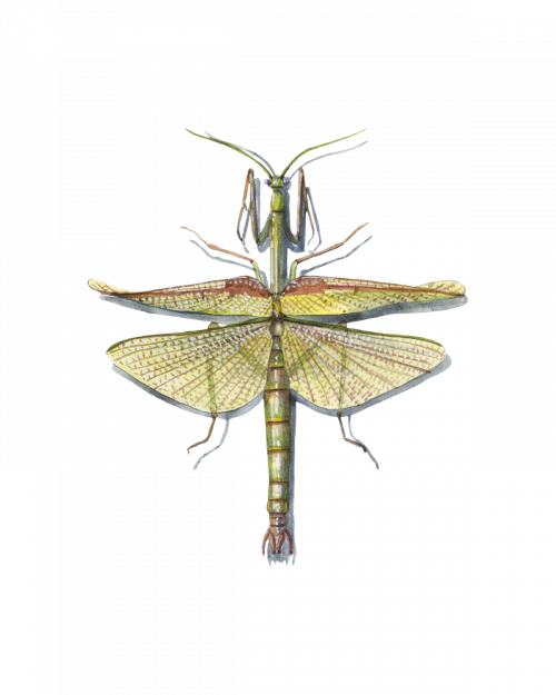 Twisted-Winged Parasites (Strepsiptera) • FlyFish Circle