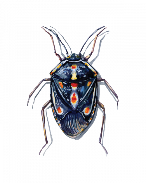 Twisted-Winged Parasites (Strepsiptera) • FlyFish Circle