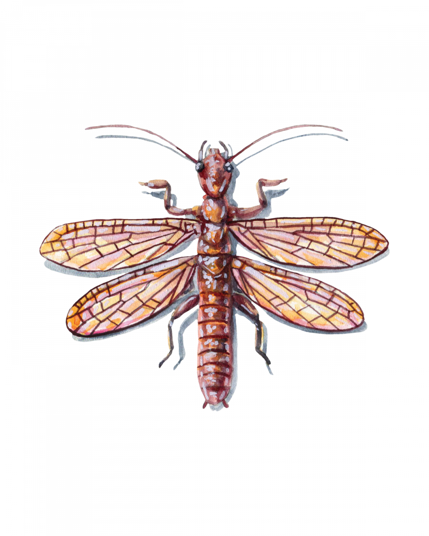 Webspinners (Embioptera) • FlyFish Circle