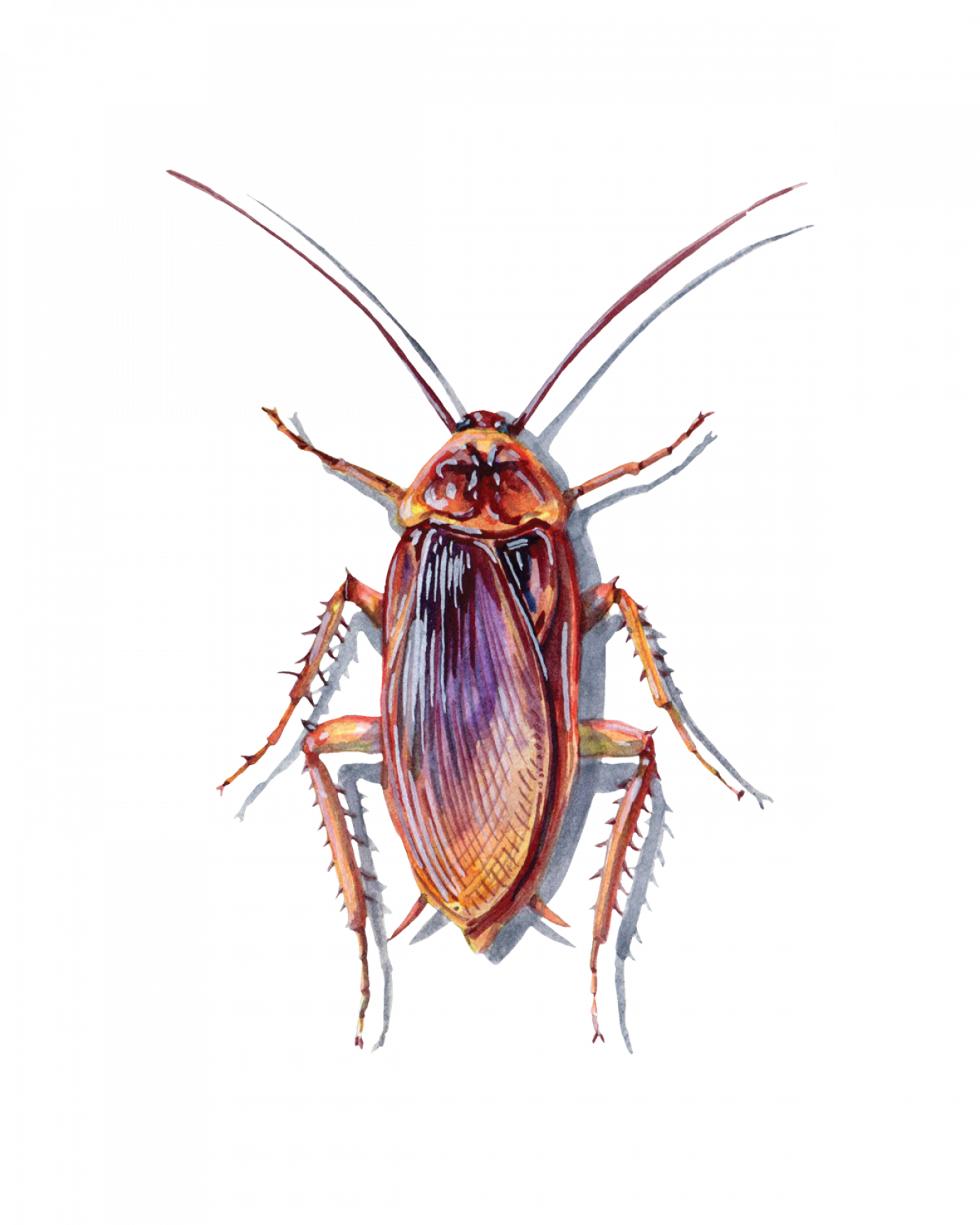 Cockroaches and Termites (Blattodea) • FlyFish Circle