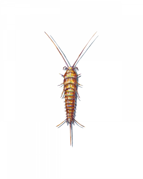 Stoneflies (Plecoptera) • FlyFish Circle